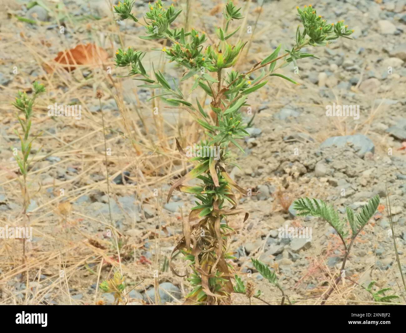 mountain tarweed (Madia glomerata) Plantae Stock Photo - Alamy