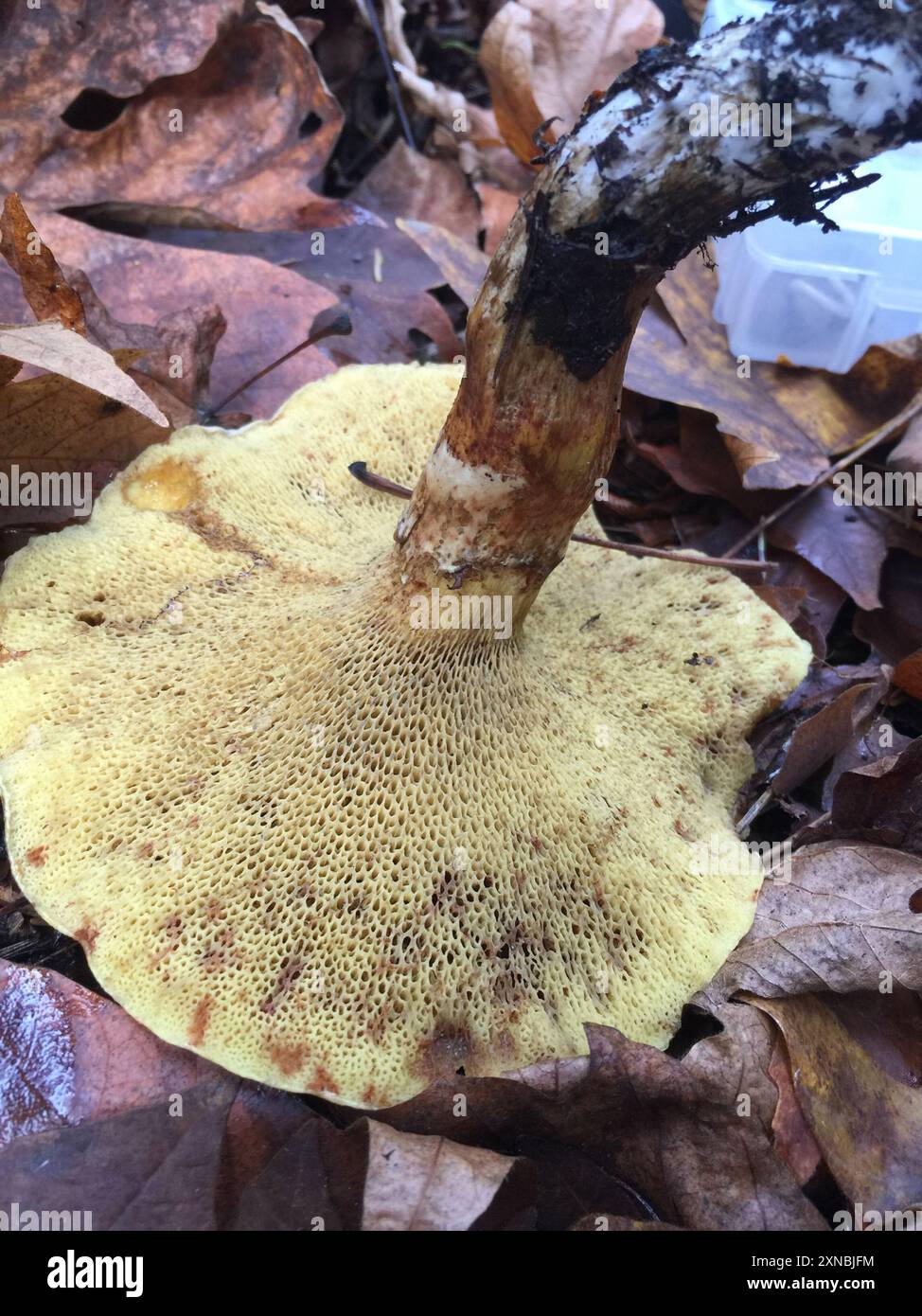 Slippery Jacks (Suillus) Fungi Stock Photo - Alamy