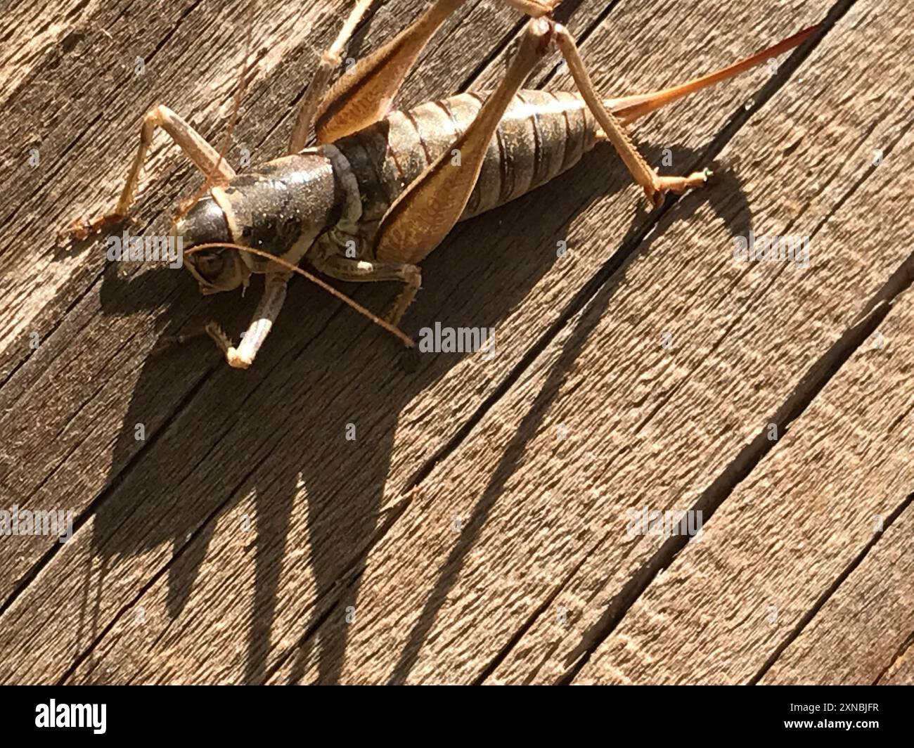 Shieldback Katydids (Tettigoniinae) Insecta Stock Photo - Alamy