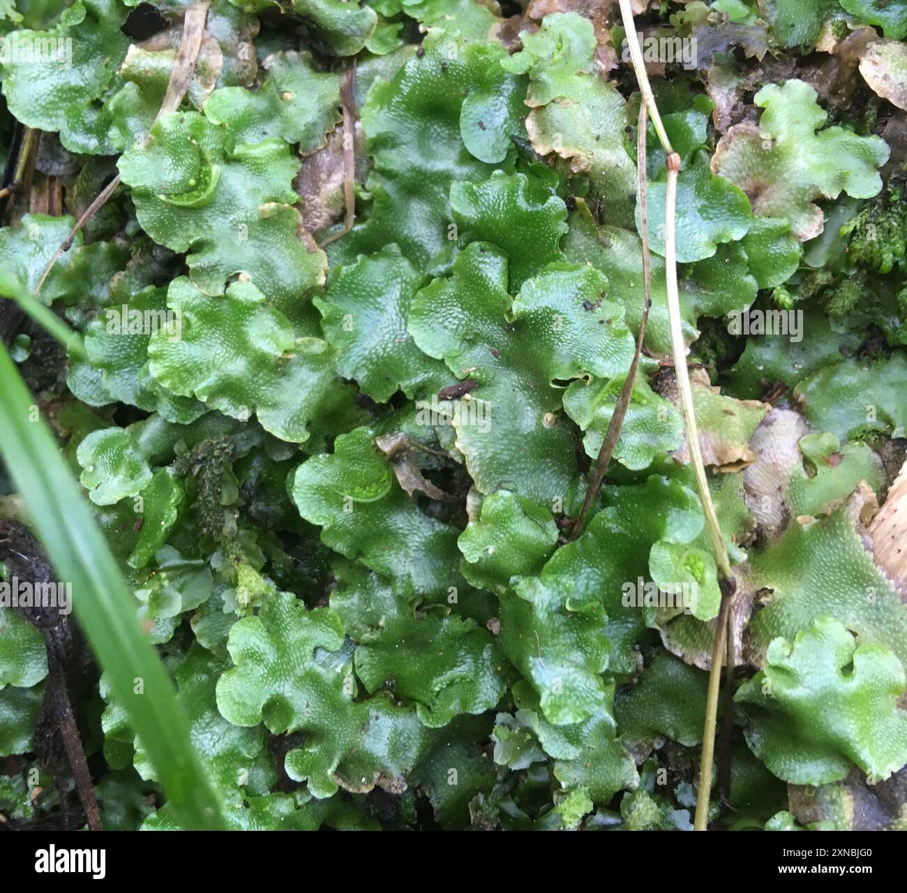 Crescent-cup liverwort (Lunularia cruciata) Plantae Stock Photo - Alamy