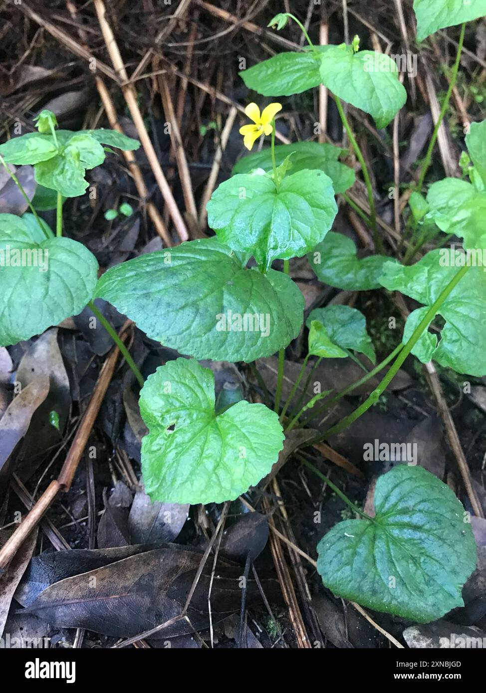 stream violet (Viola glabella) Plantae Stock Photo - Alamy