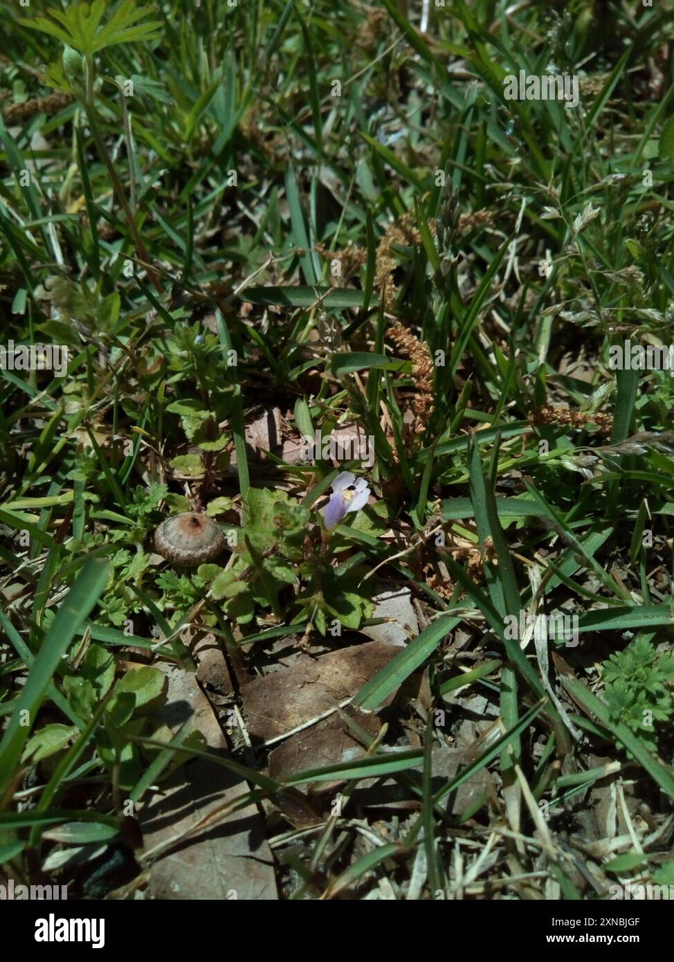 Japanese mazus (Mazus pumilus) Plantae Stock Photo - Alamy