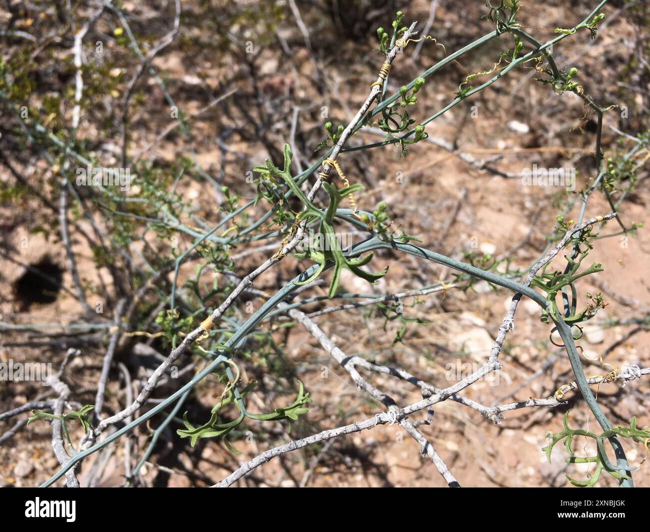 Slimlobe Globeberry (Ibervillea tenuisecta) Plantae Stock Photo - Alamy
