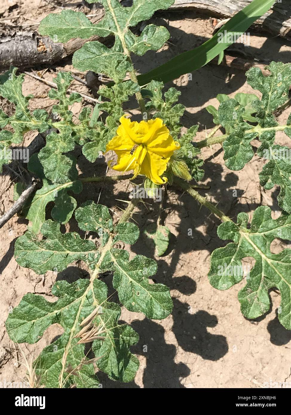 buffalo-bur (Solanum rostratum) Plantae Stock Photo - Alamy