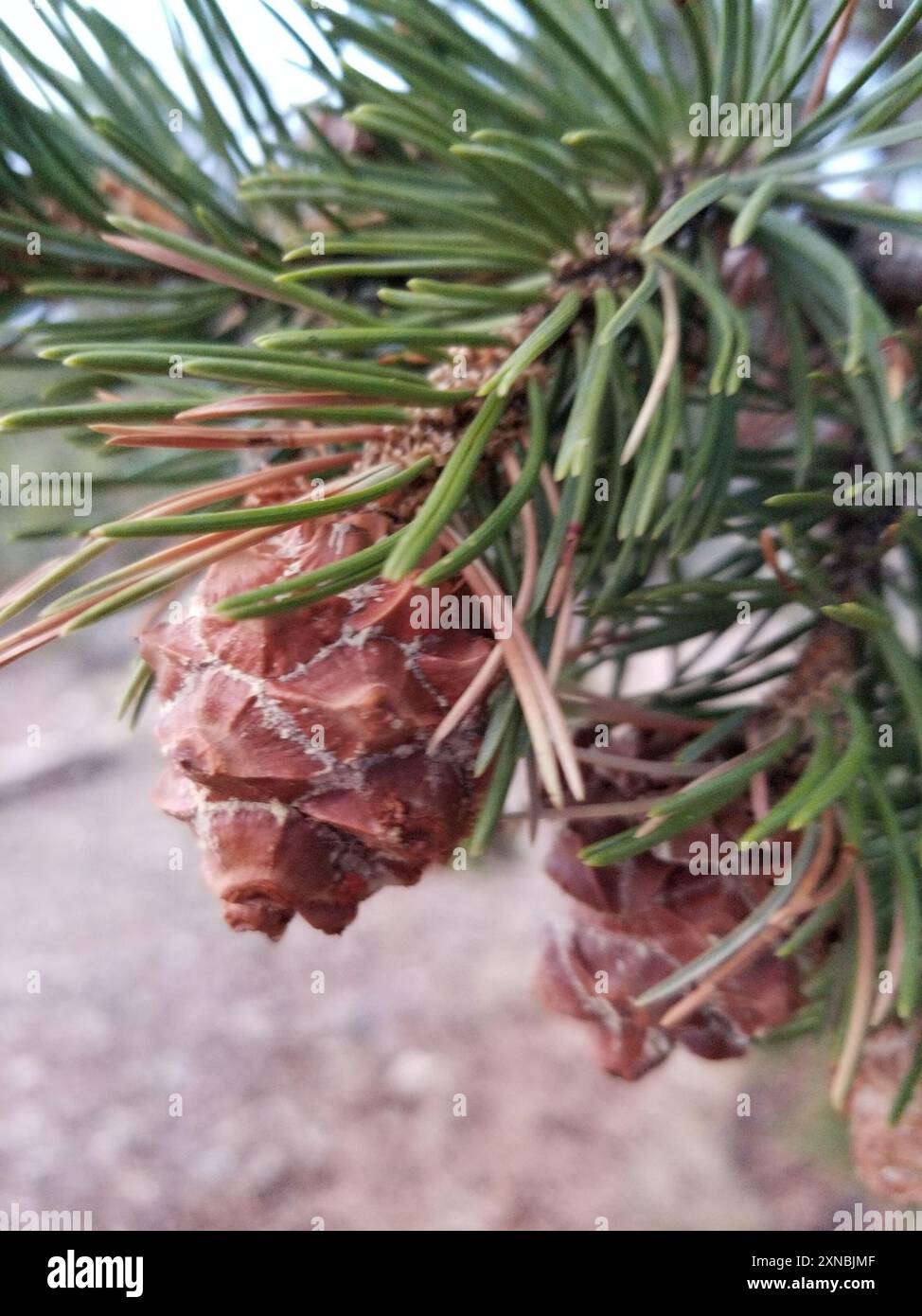 Colorado Pinyon (Pinus edulis) Plantae Stock Photo - Alamy