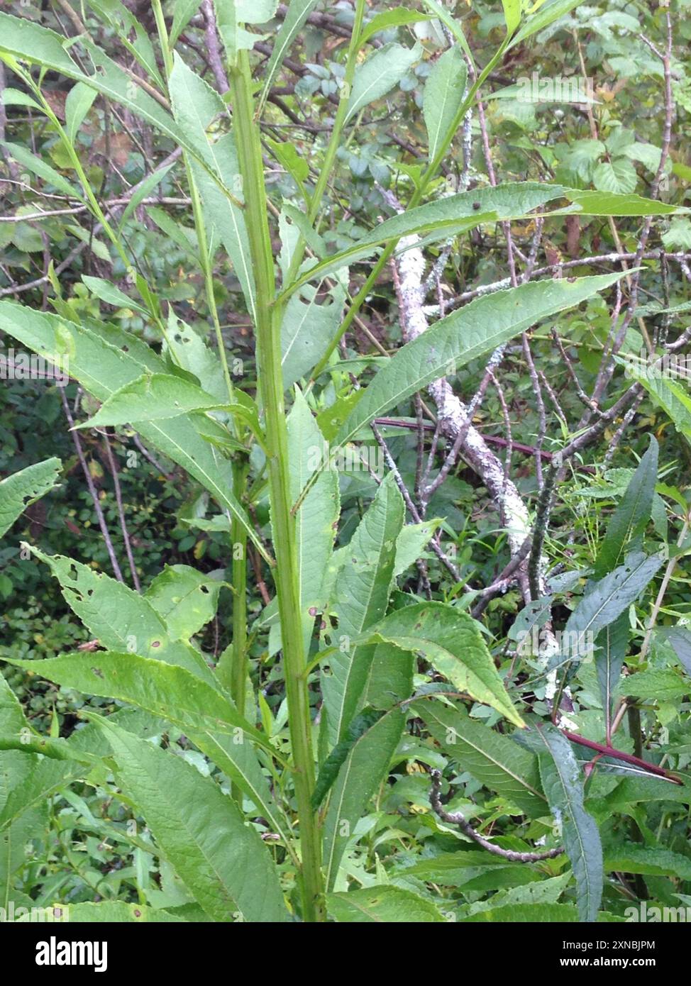 Wingstem (Verbesina alternifolia) Plantae Stock Photo - Alamy