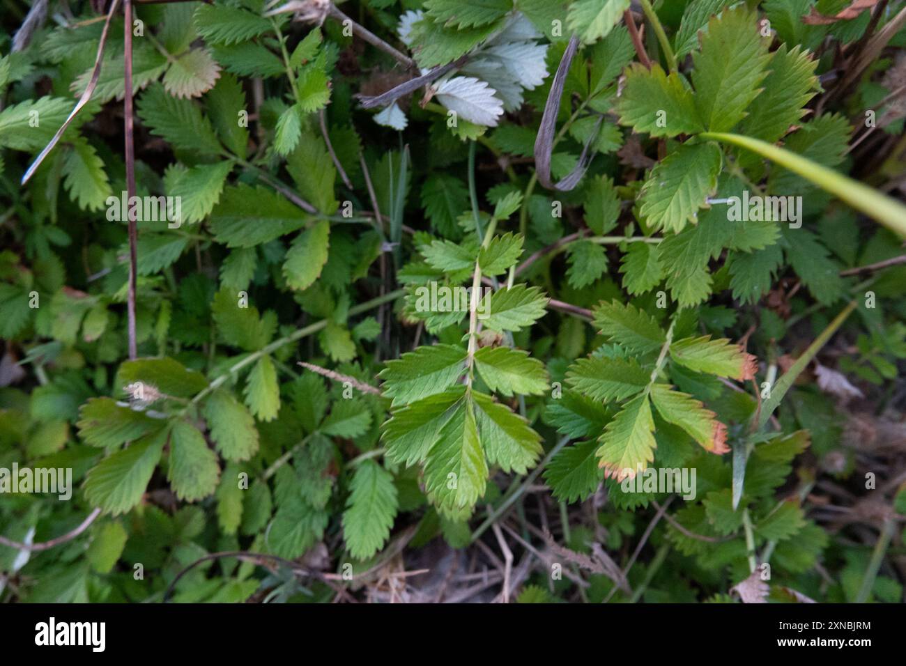 Pacific silverweed (Argentina pacifica) Plantae Stock Photo - Alamy