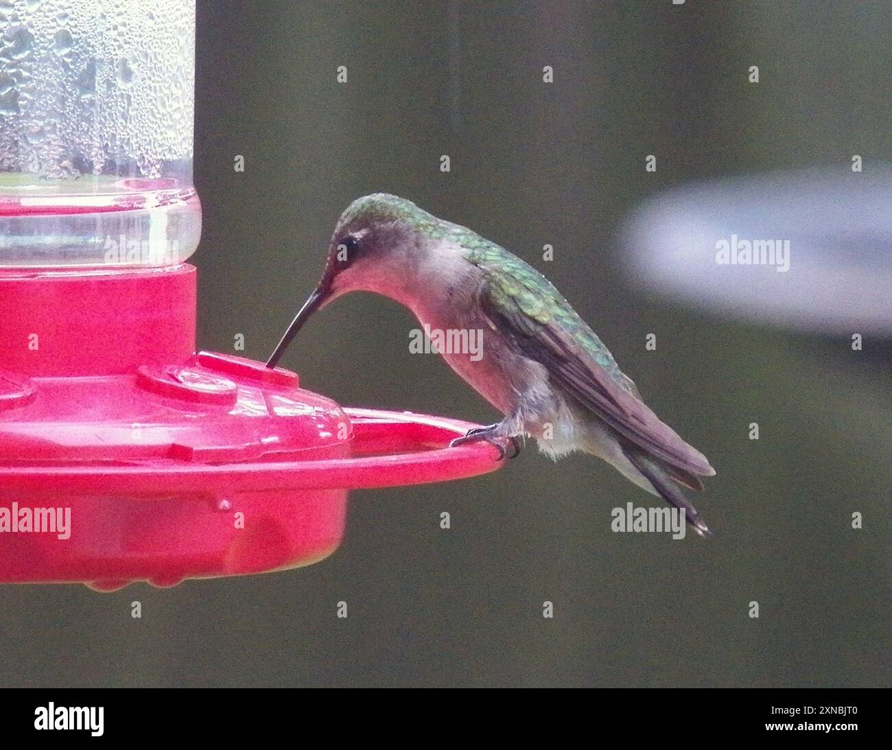Ruby-throated Hummingbird (Archilochus colubris) Aves Stock Photo - Alamy