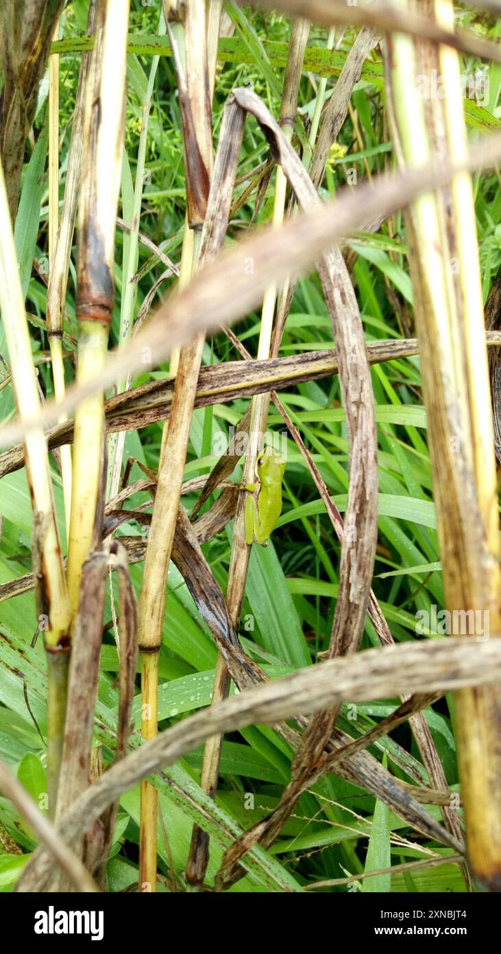 Eastern Dwarf Tree Frog (Litoria fallax) Amphibia Stock Photo - Alamy