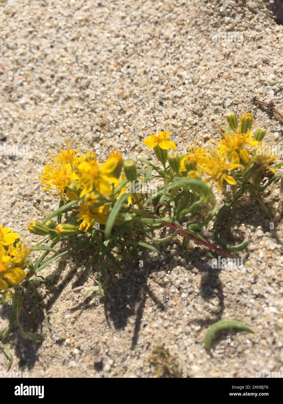 chinchweed (Pectis papposa papposa) Plantae Stock Photo - Alamy