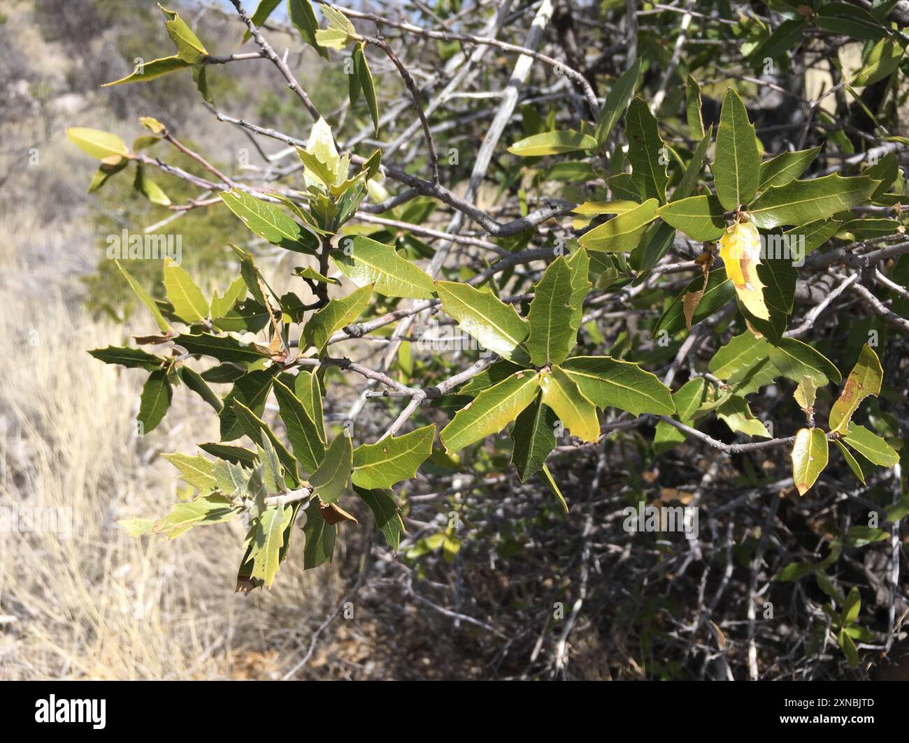 Quercus emoryi hi-res stock photography and images - Alamy