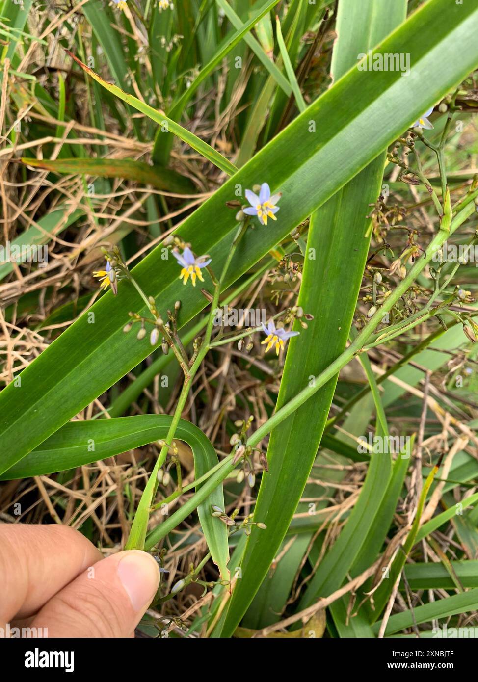'uki'uki (Dianella sandwicensis) Plantae Stock Photo - Alamy