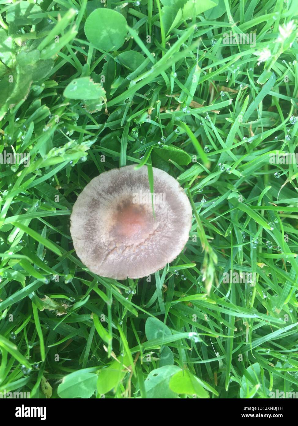 Mower's Mushroom (Panaeolus foenisecii) Fungi Stock Photo - Alamy