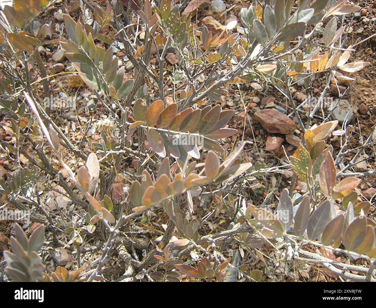 Cork Bush (Mundulea sericea) Plantae Stock Photo - Alamy