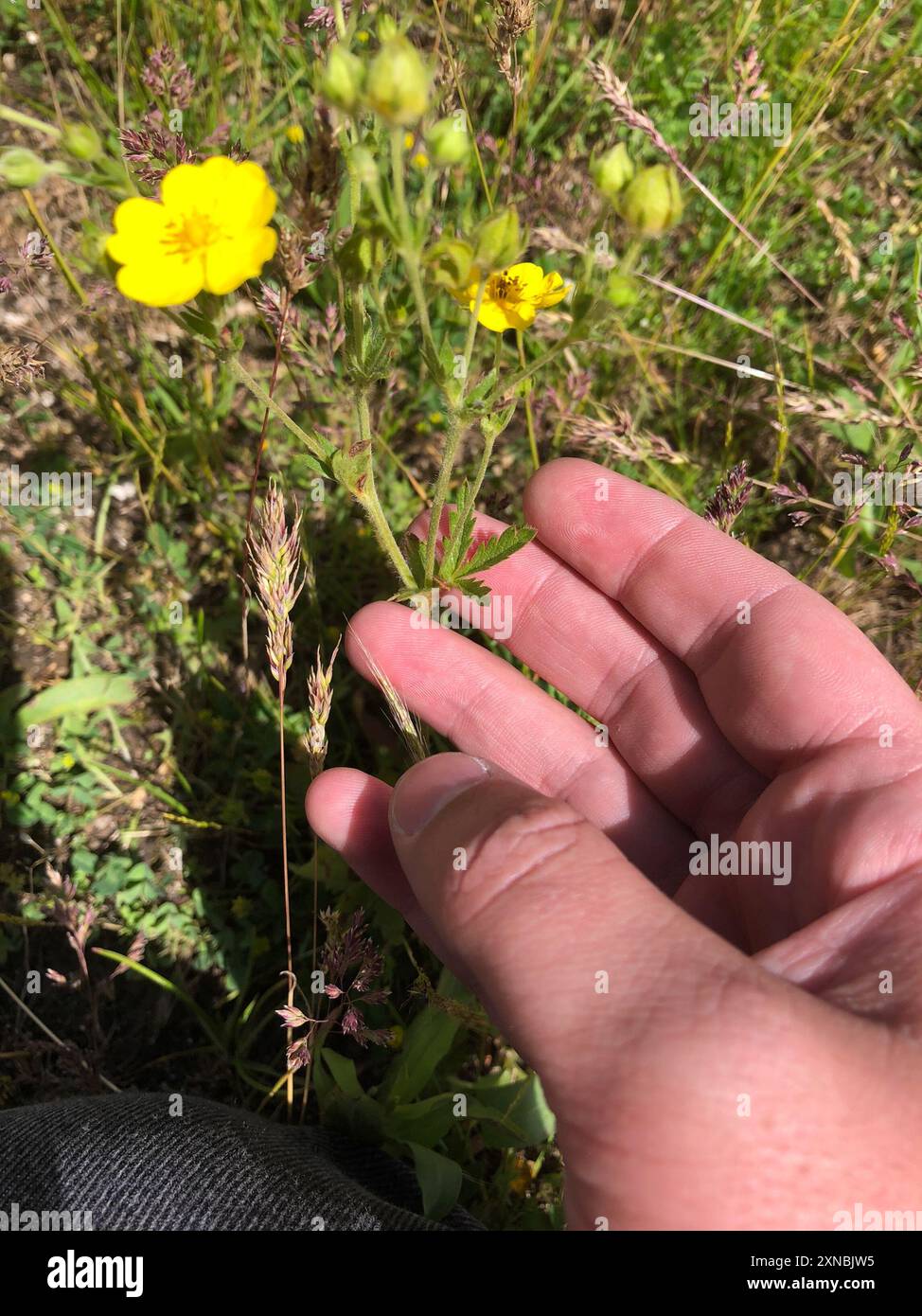 slender cinquefoil (Potentilla gracilis) Plantae Stock Photo - Alamy