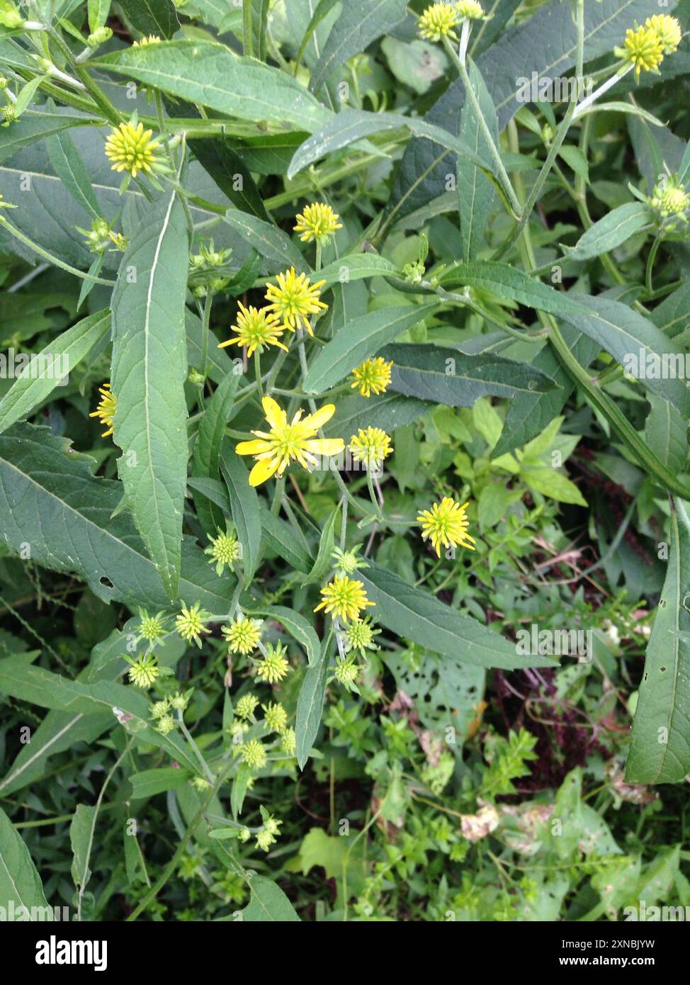 Wingstem (Verbesina alternifolia) Plantae Stock Photo - Alamy