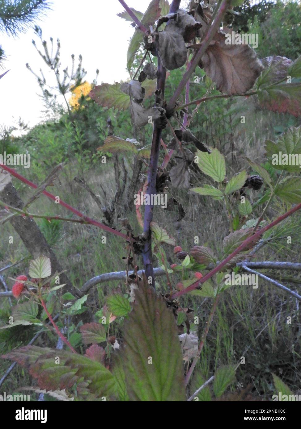 whitebark raspberry (Rubus leucodermis) Plantae Stock Photo - Alamy