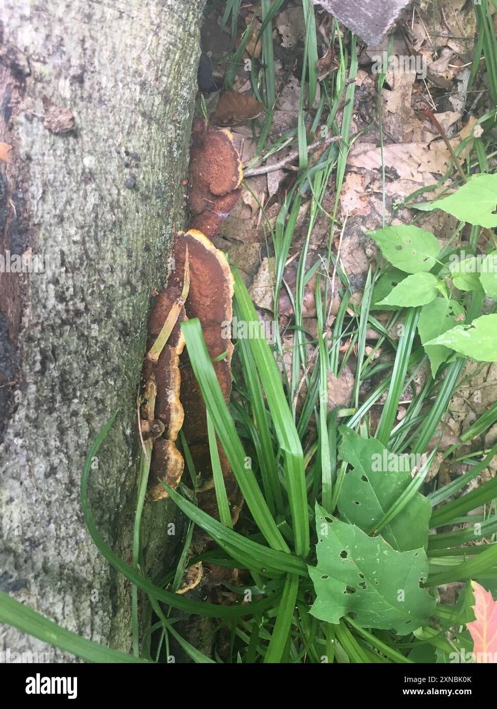 artist's bracket (Ganoderma applanatum) Fungi Stock Photo - Alamy