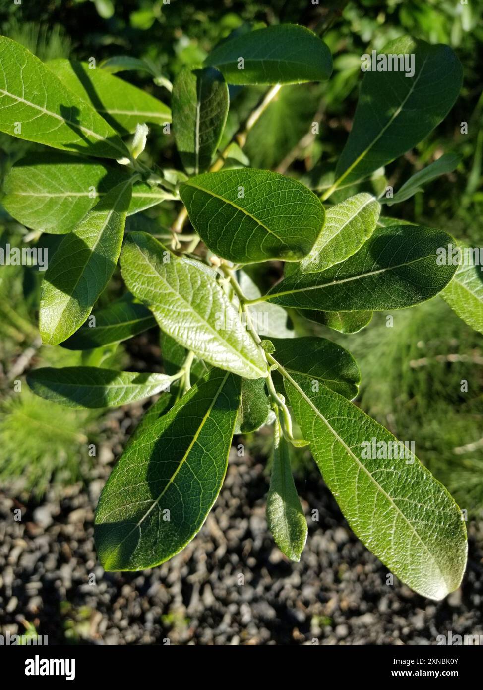 Sitka willow (Salix sitchensis) Plantae Stock Photo - Alamy