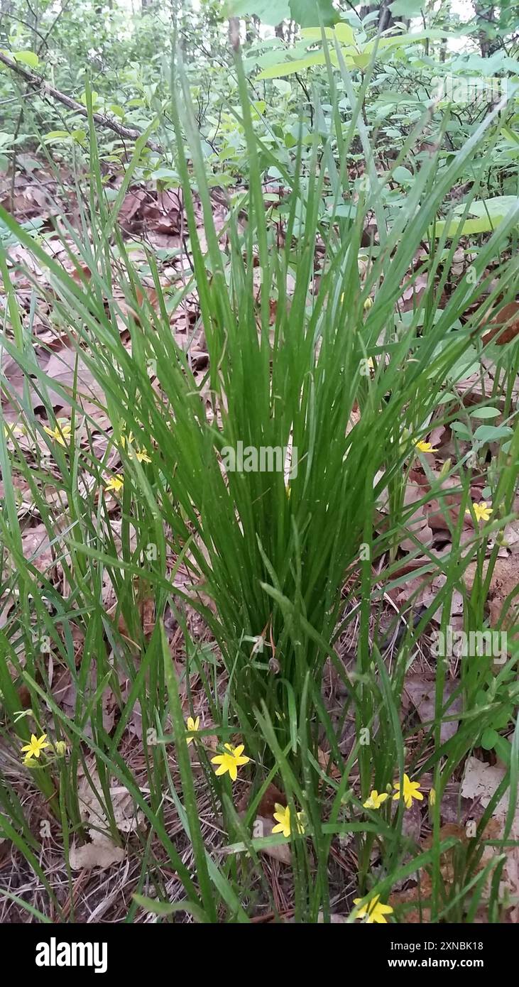 yellow star grass (Hypoxis hirsuta) Plantae Stock Photo - Alamy