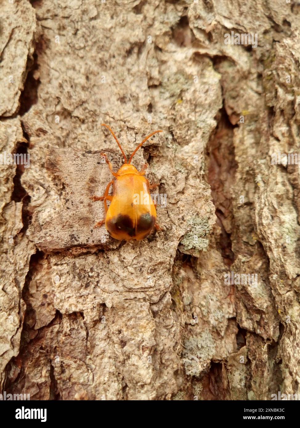 Larger Elm Leaf Beetle (Monocesta coryli) Insecta Stock Photo - Alamy