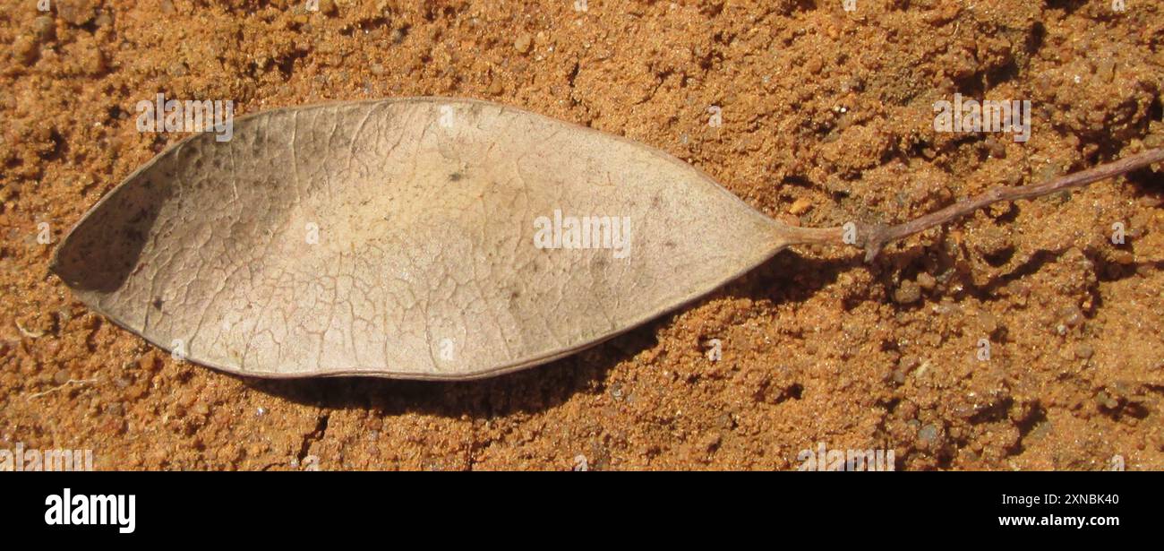 wild syringa (Burkea africana) Plantae Stock Photo - Alamy