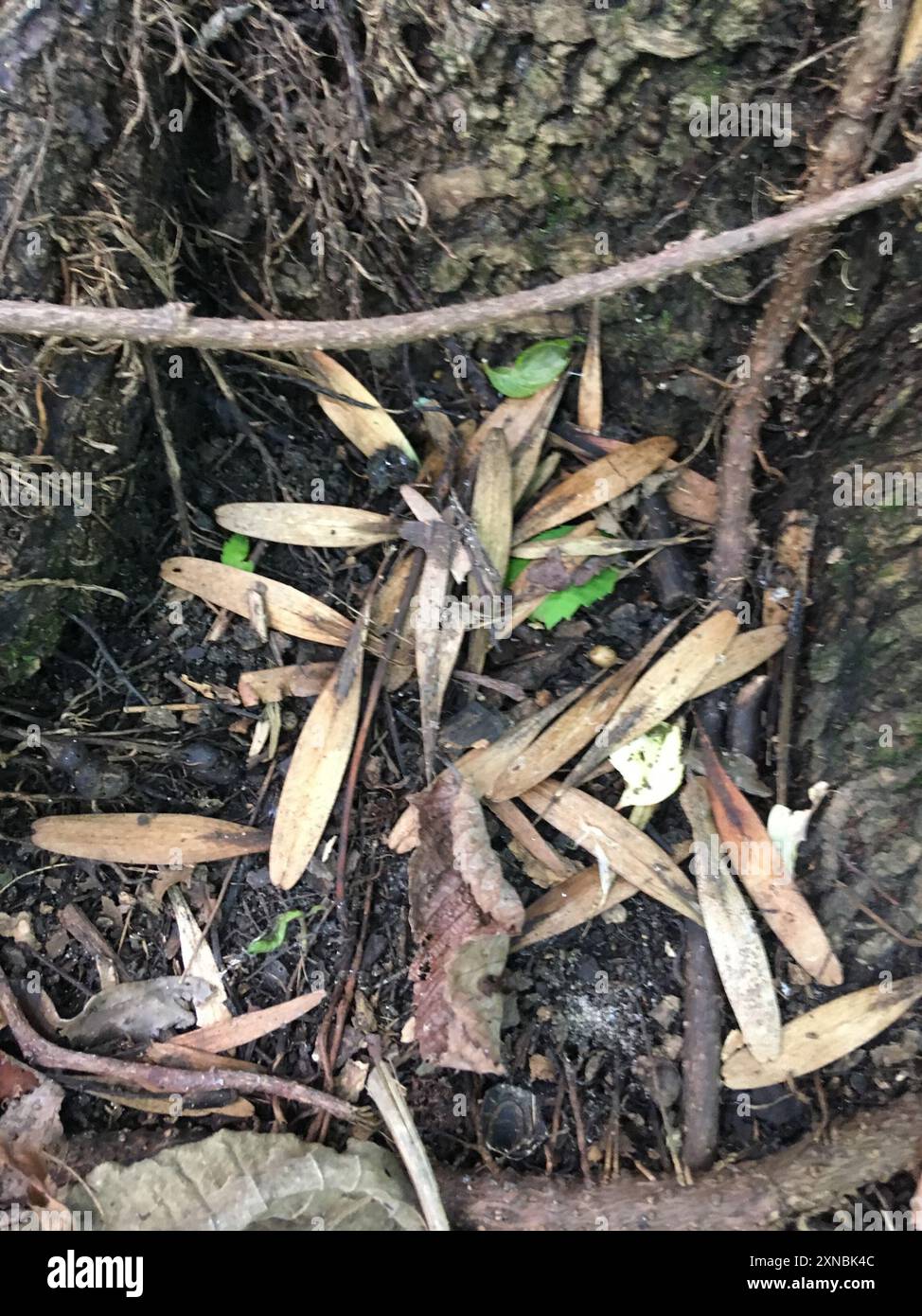 pumpkin ash (Fraxinus profunda) Plantae Stock Photo - Alamy