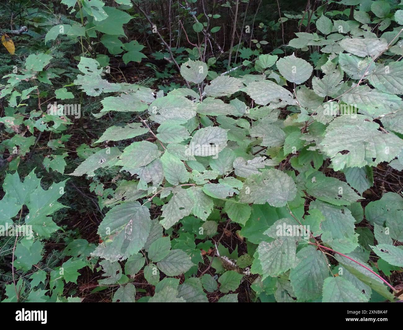 beaked hazelnut (Corylus cornuta) Plantae Stock Photo - Alamy