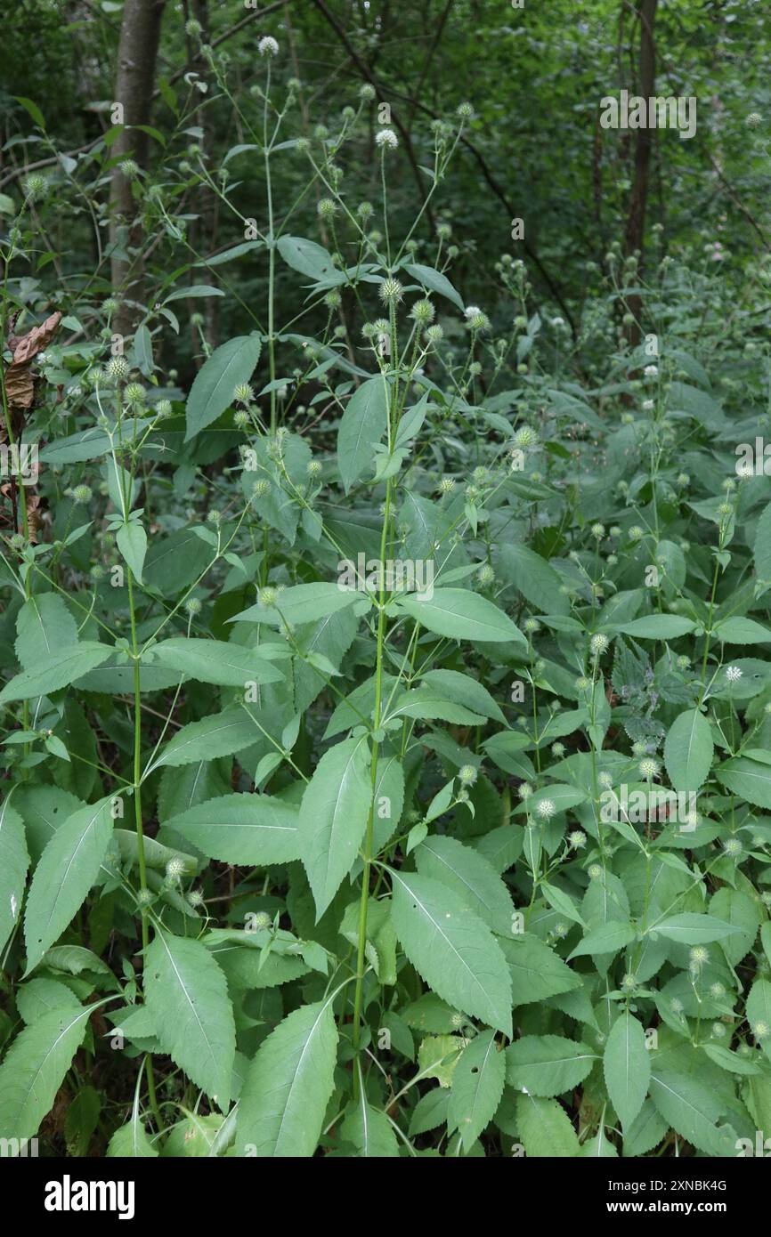 small teasel (Dipsacus pilosus) Plantae Stock Photo - Alamy