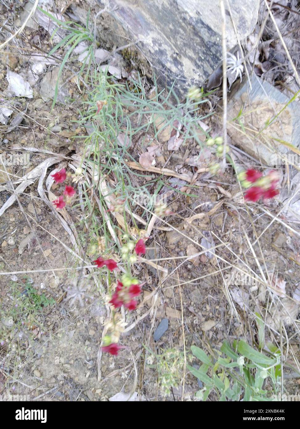 Roadside Toadflax (Linaria aeruginea) Plantae Stock Photo - Alamy