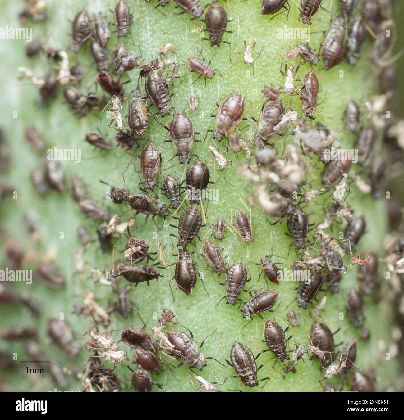 Onion Aphid (Neotoxoptera formosana) Insecta Stock Photo - Alamy