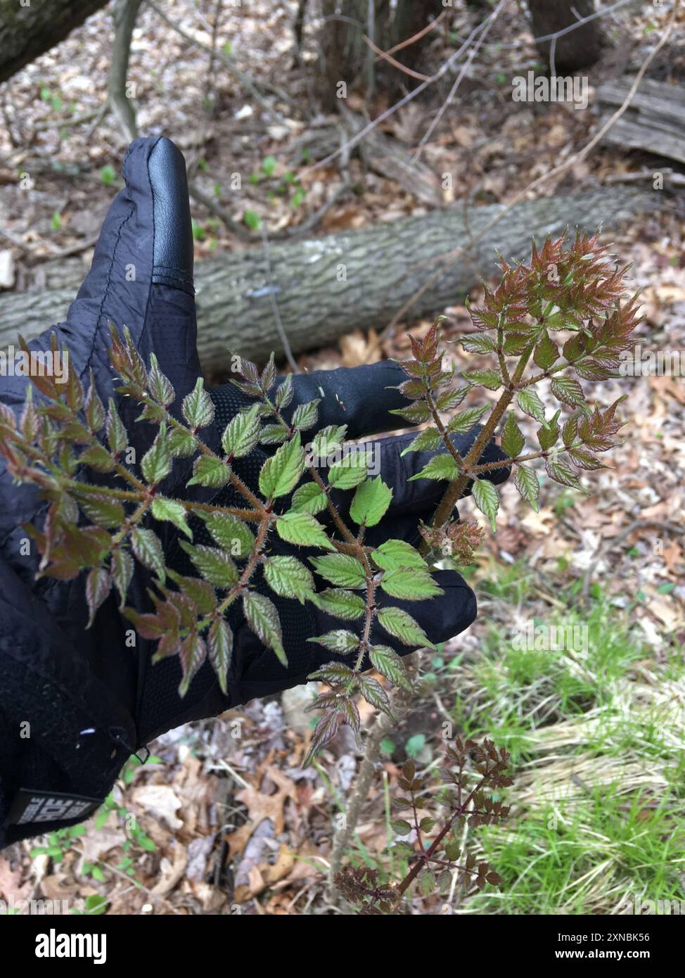 Japanese angelica tree (Aralia elata) Plantae Stock Photo - Alamy