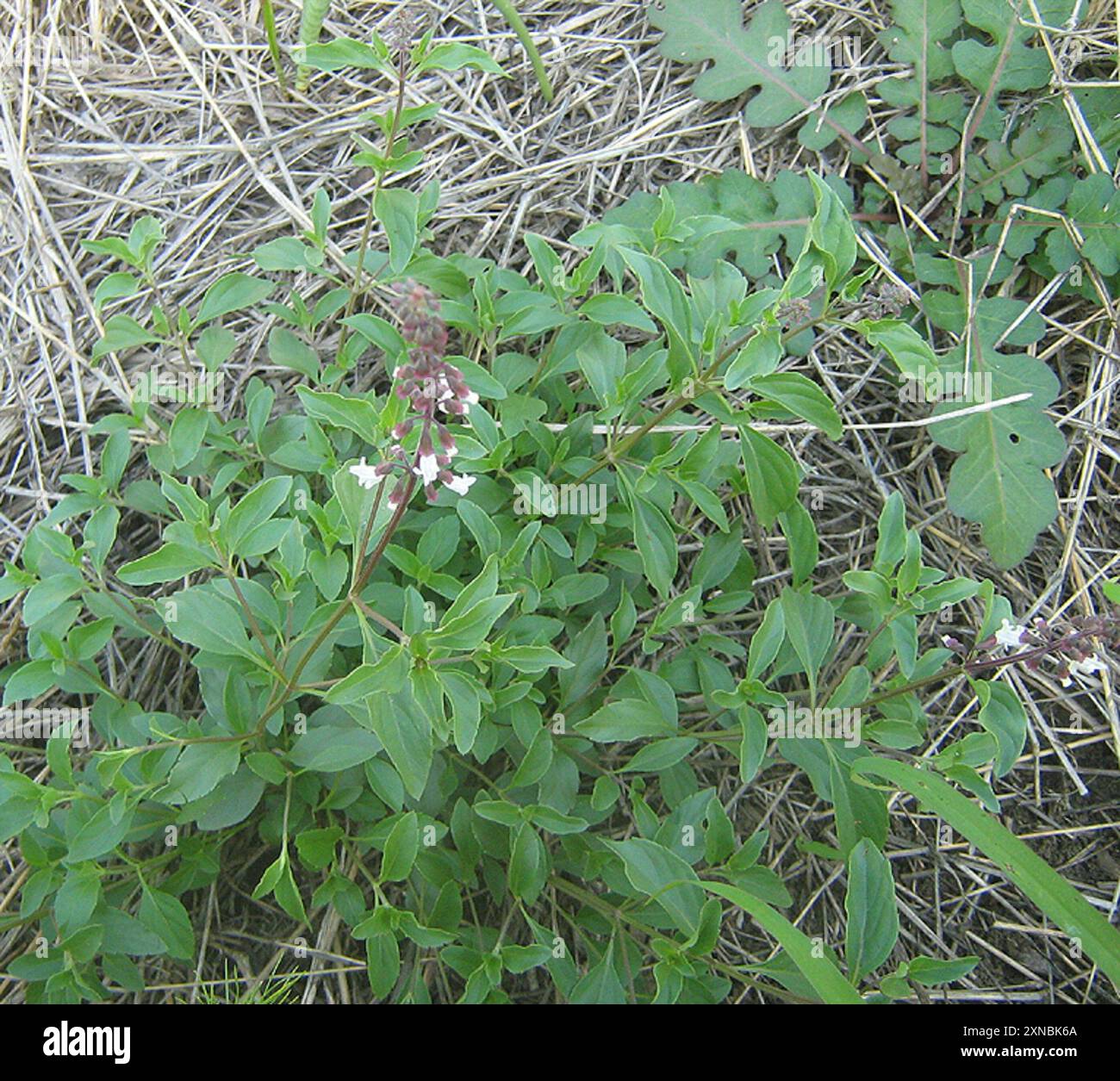 Purple Piccadill (Orthosiphon schimperi) Plantae Stock Photo - Alamy