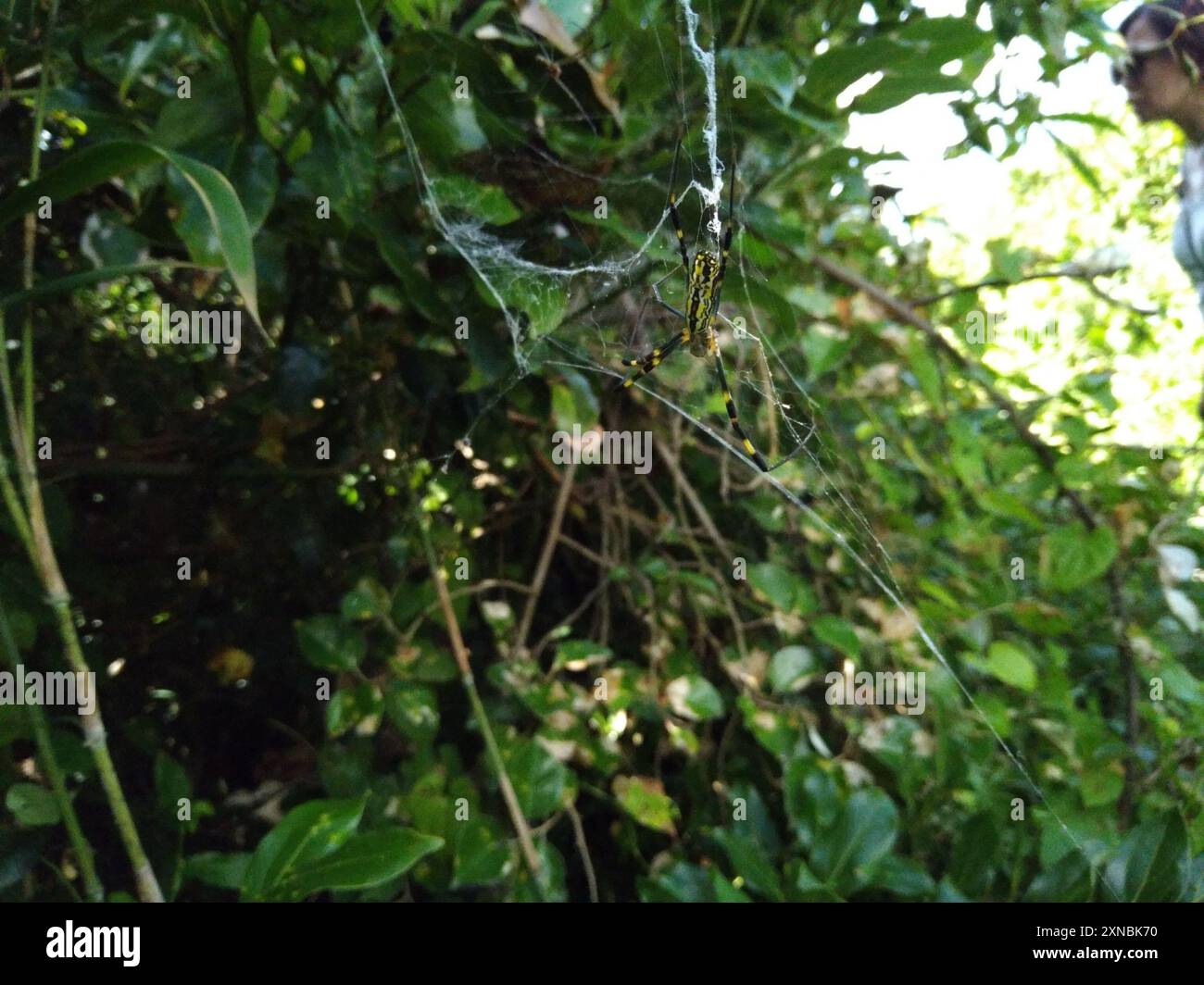 Joro Spider (Trichonephila clavata) Arachnida Stock Photo - Alamy