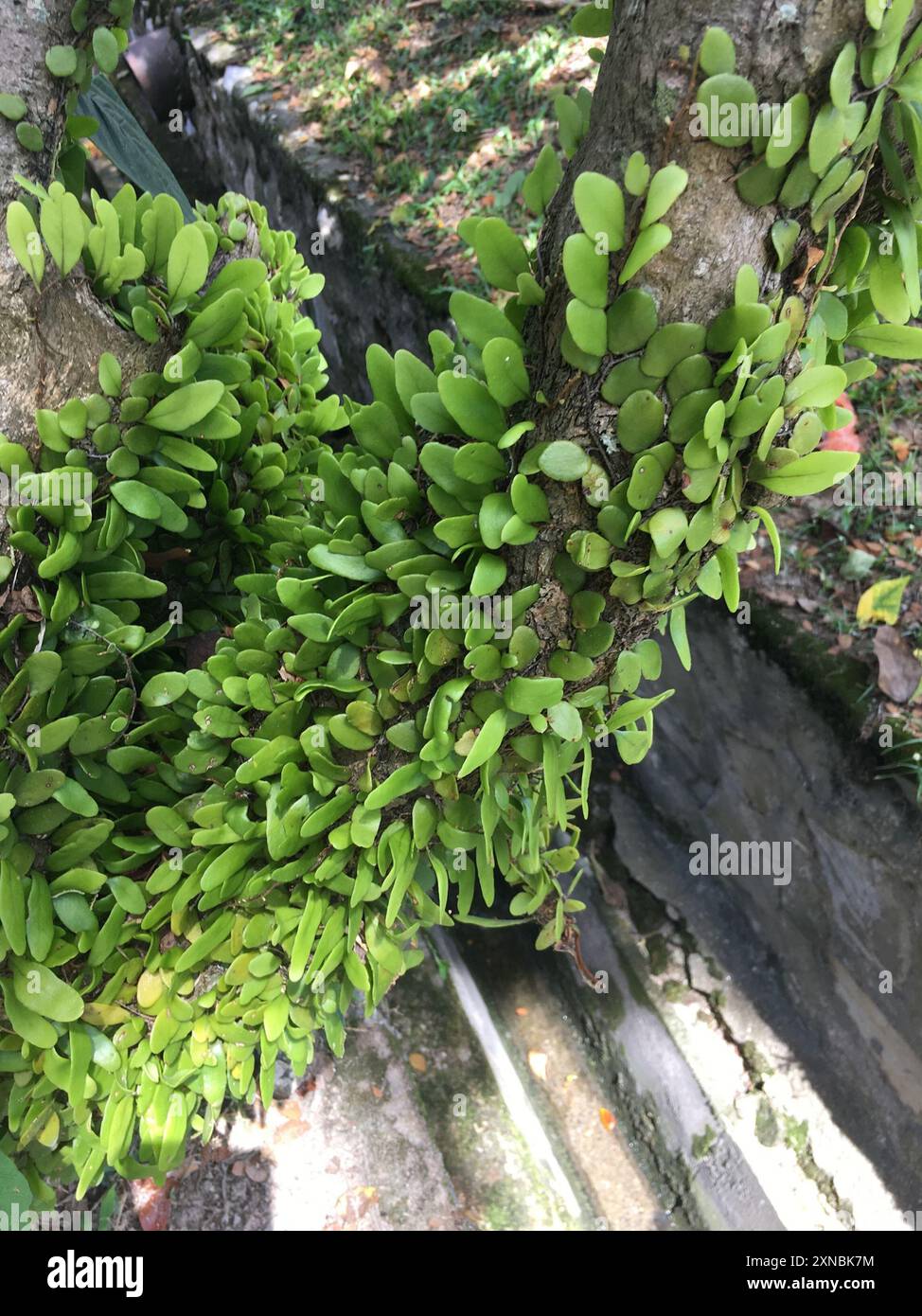 Dragon-Scale fern (Pyrrosia piloselloides) Plantae Stock Photo - Alamy