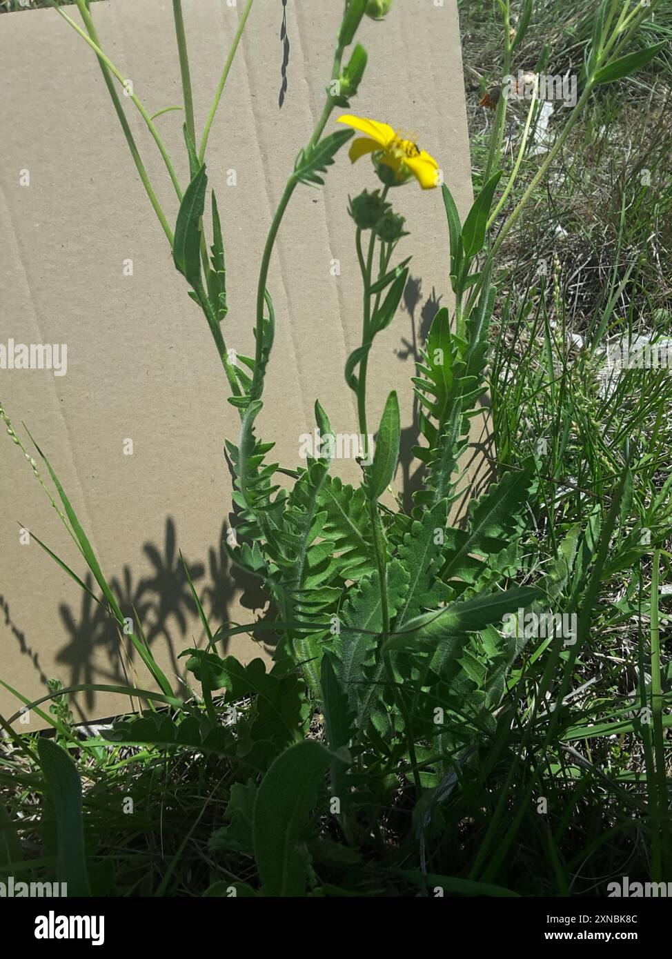 Engelmann daisy (Engelmannia peristenia) Plantae Stock Photo - Alamy