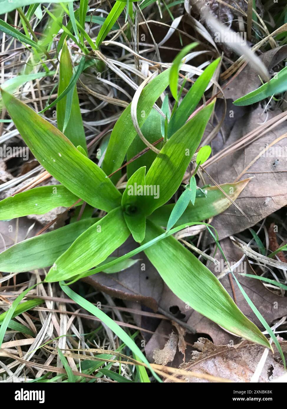White-tubed Colicroot (Aletris farinosa) Plantae Stock Photo - Alamy