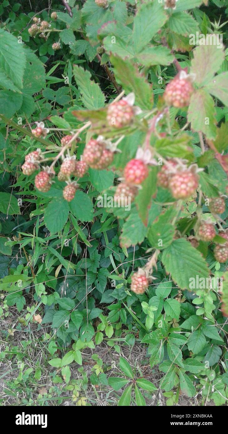brambles (Rubus) Plantae Stock Photo - Alamy