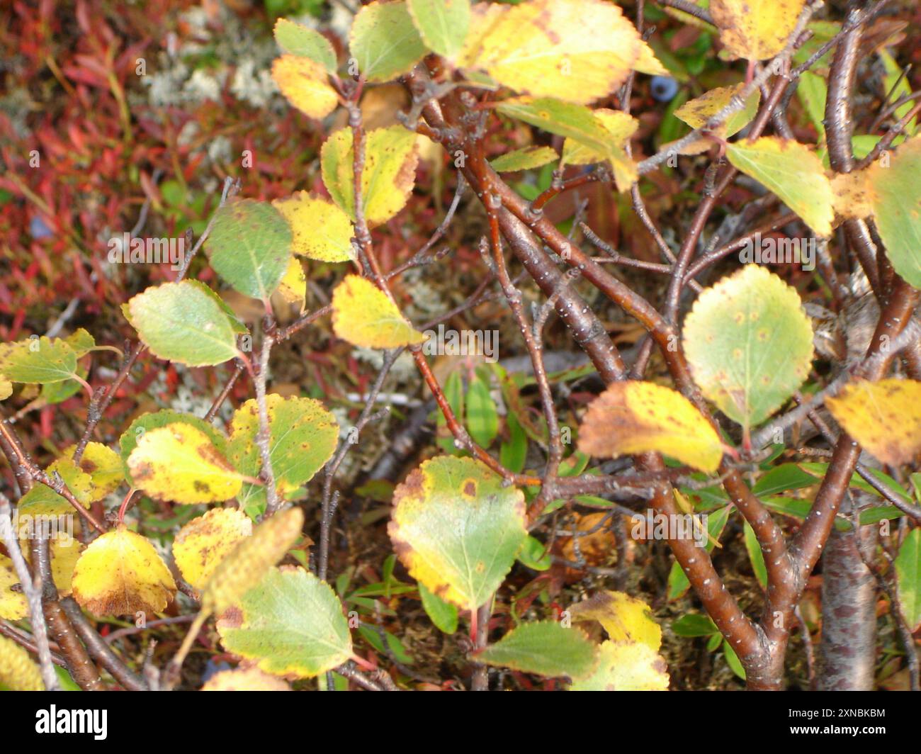 dwarf resin birch (Betula glandulosa) Plantae Stock Photo - Alamy