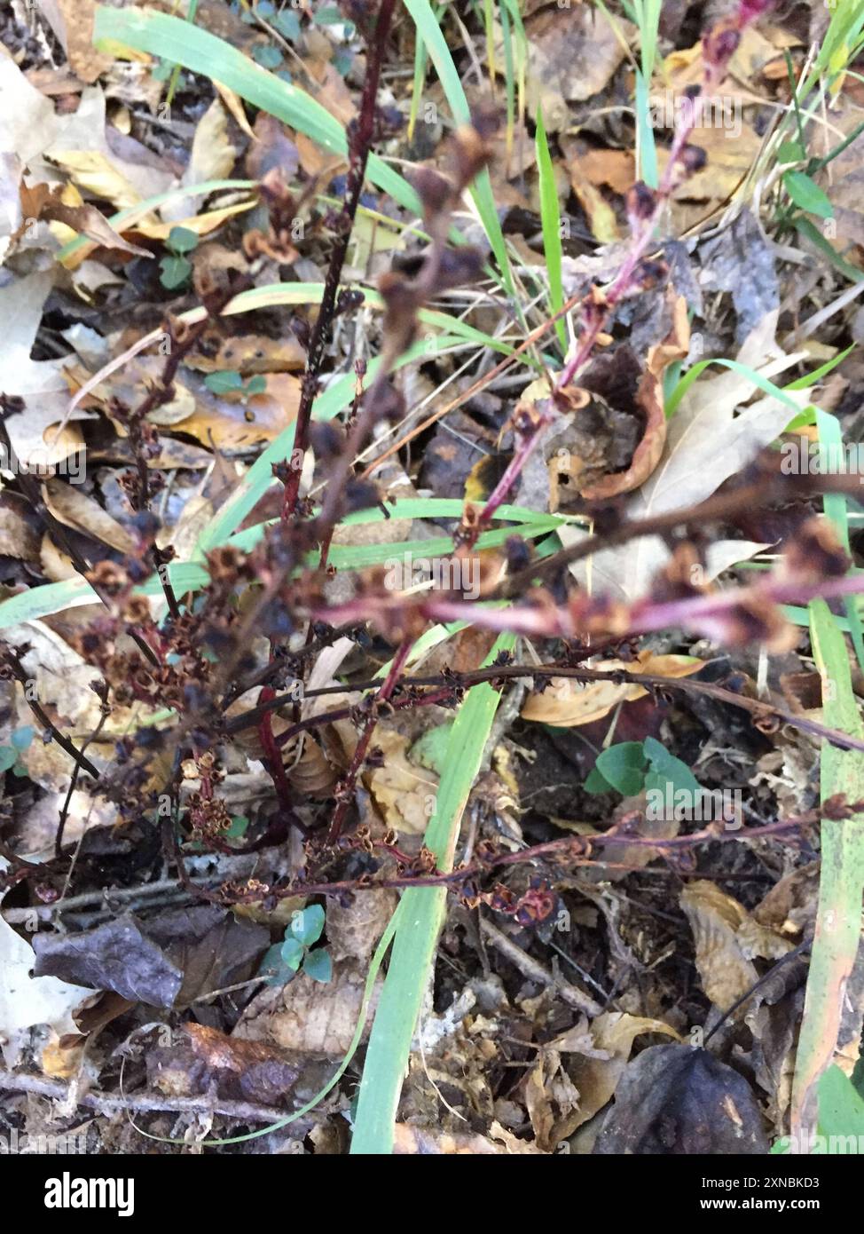 Beechdrops (Epifagus virginiana) Plantae Stock Photo - Alamy