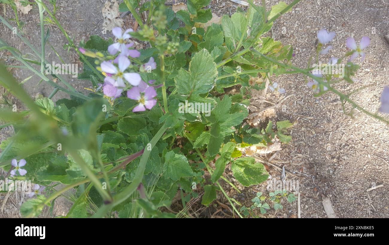wild and domestic radish (Raphanus raphanistrum sativus) Plantae Stock ...