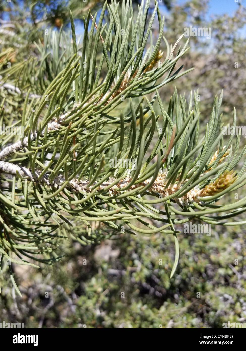 singleleaf pinyon (Pinus monophylla) Plantae Stock Photo - Alamy