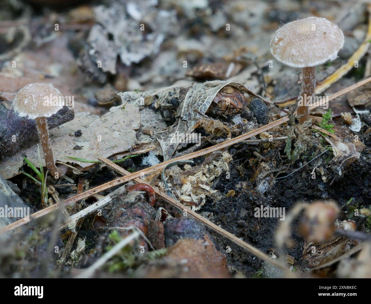 felted twiglet (Tubaria conspersa) Fungi Stock Photo - Alamy