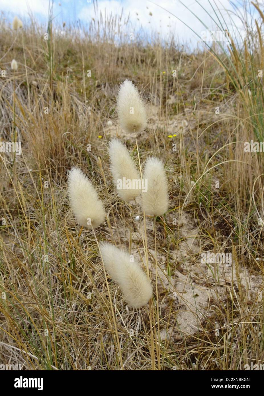 Hare's Tail Grass (Lagurus ovatus) Plantae Stock Photo - Alamy