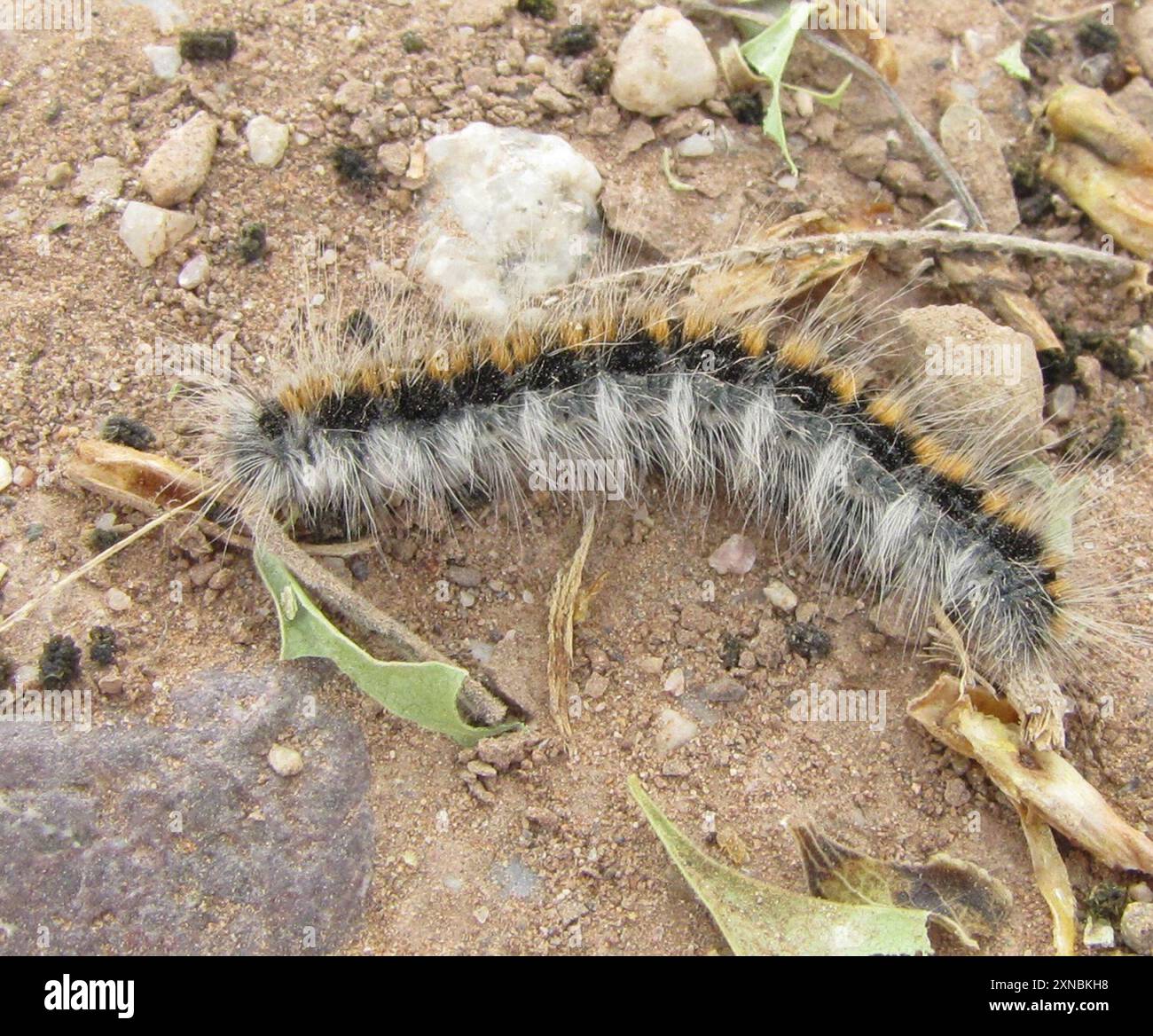 Southwestern Tent Caterpillar Moth (Malacosoma incurva) Insecta Stock ...