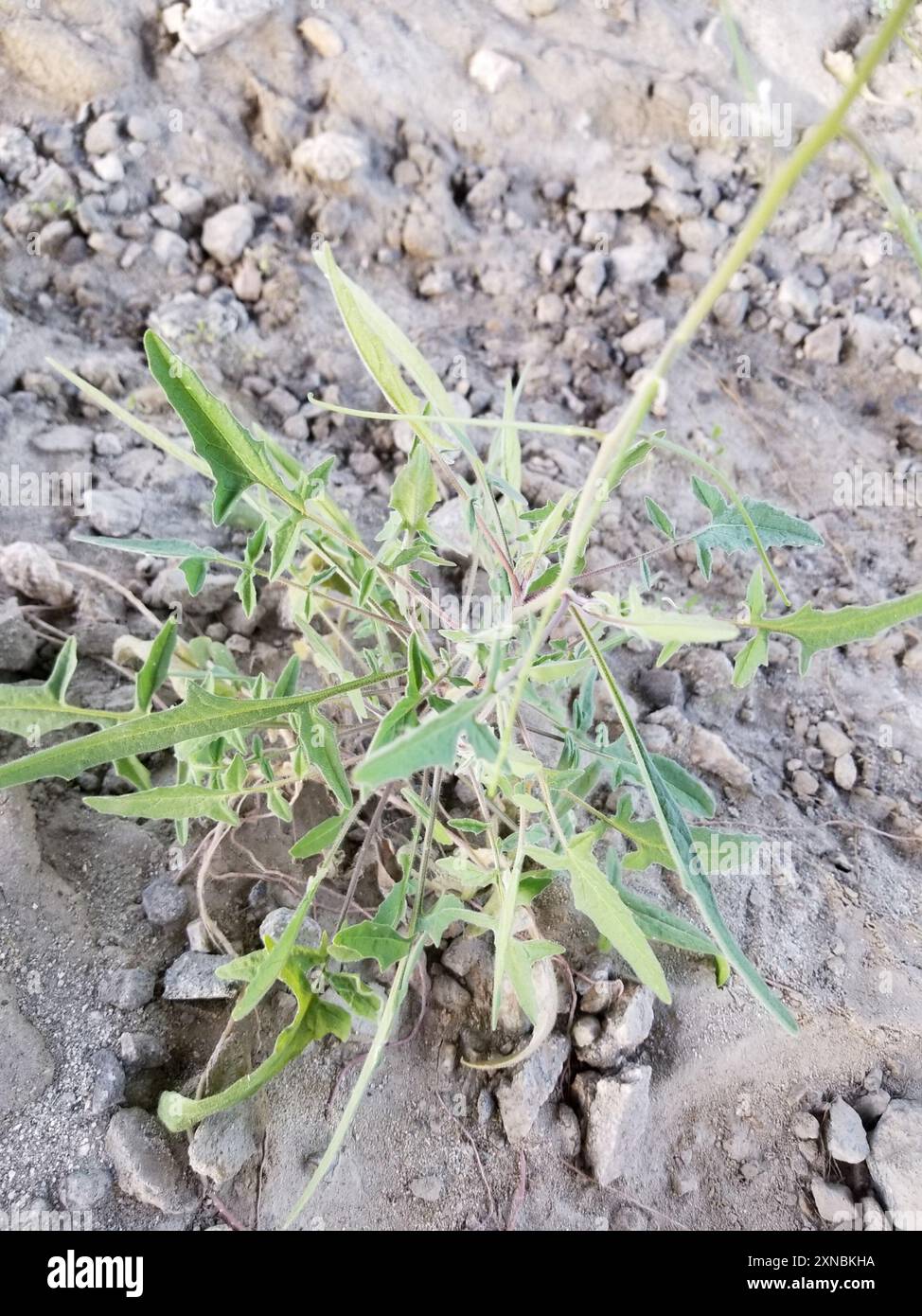 Saharan Mustard (Brassica tournefortii) Plantae Stock Photo - Alamy