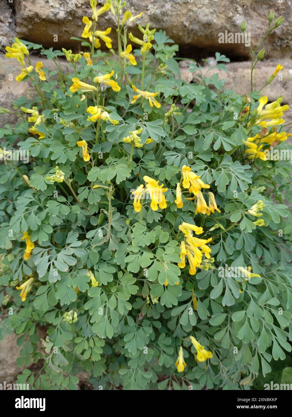 Yellow Fumitory (Pseudofumaria lutea) Plantae Stock Photo - Alamy