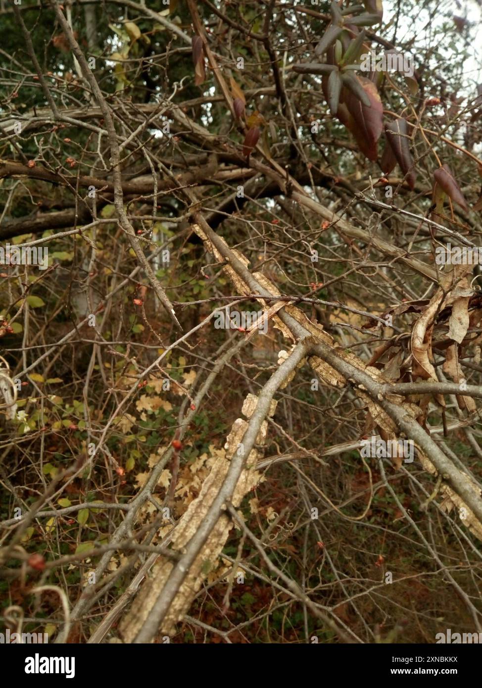 Winged Elm (Ulmus alata) Plantae Stock Photo - Alamy