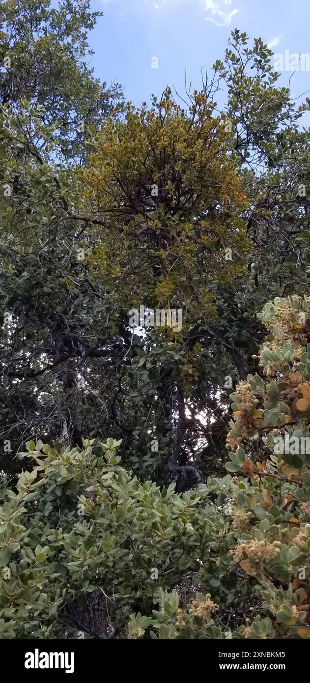 American Mistletoe (Phoradendron leucarpum) Plantae Stock Photo - Alamy