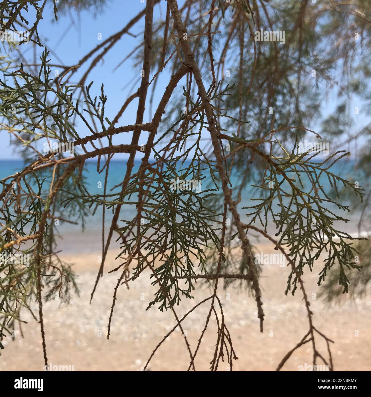 vascular plants (Tracheophyta) Plantae Stock Photo - Alamy